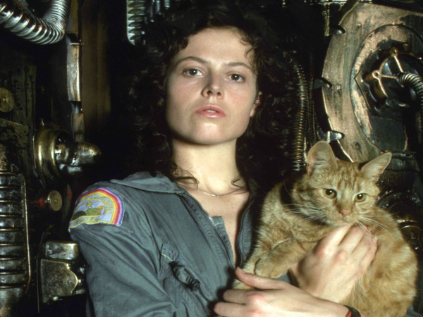 SIFFRAFF Selects: Movie Cats